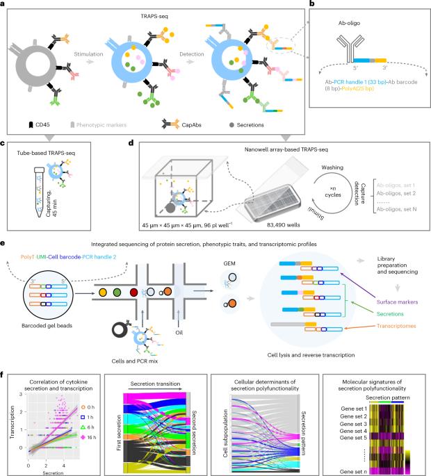 Time-resolved assessment of single-cell protein secretion by sequencing ... Time-resolved assessment of single-cell protein secretion by sequencing ...