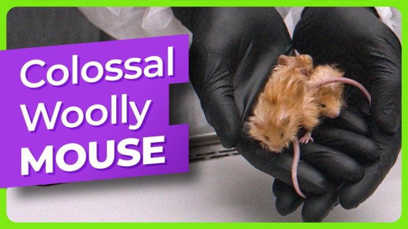 Colossal Woolly Mouse Goes Viral on Path to Mammoth De-Extinction ... Colossal Woolly Mouse Goes Viral on Path to Mammoth De-Extinction ...