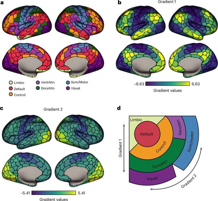 John Guanjing Zhang on LinkedIn: Study reveals how cell types shape ... John Guanjing Zhang on LinkedIn: Study reveals how cell types shape ...