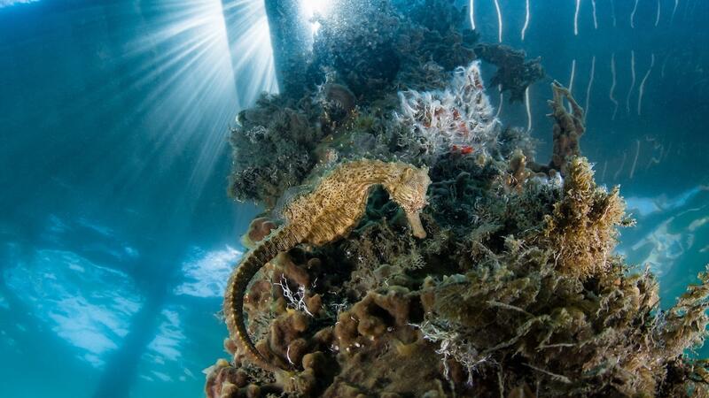 Ocean acidification facts and information | COST - Climate & Social ... Ocean acidification facts and information | COST - Climate & Social ...