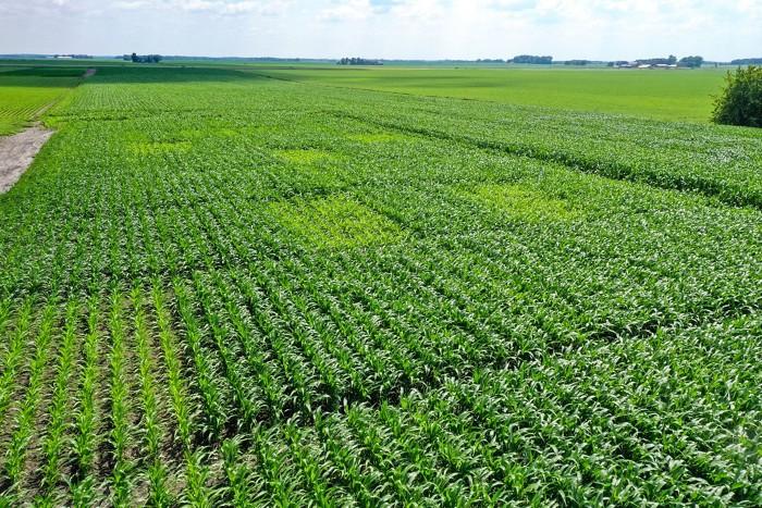 Diana Vela Aparicio on LinkedIn: Can microbes replace synthetic fertilizer? Diana Vela Aparicio on LinkedIn: Can microbes replace synthetic fertilizer?