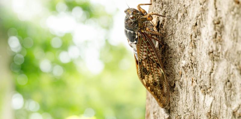 The cicada’s deafening shriek is the sound of summer, and humans have ... The cicada’s deafening shriek is the sound of summer, and humans have ...