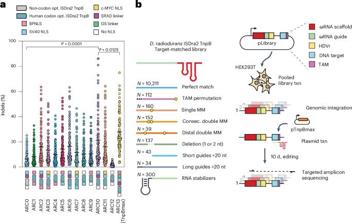 Astor Perkins on LinkedIn: Expanding the genome editing toolbox with ... Astor Perkins on LinkedIn: Expanding the genome editing toolbox with ...