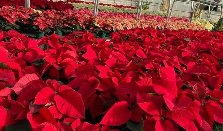 Sioux Metro Growth Alliance on LinkedIn: Business blooms in Lennox as ... Sioux Metro Growth Alliance on LinkedIn: Business blooms in Lennox as ...
