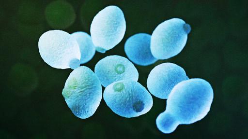 The National Institutes of Health on LinkedIn: NIH researchers discover ... The National Institutes of Health on LinkedIn: NIH researchers discover ...