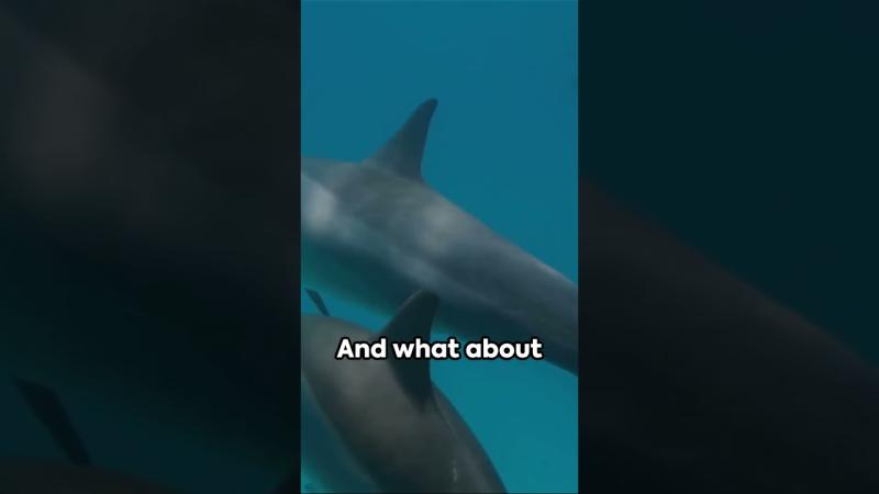 Yoseph Haile on LinkedIn: Bottlenose Brilliance: The Charismatic ... Yoseph Haile on LinkedIn: Bottlenose Brilliance: The Charismatic ...