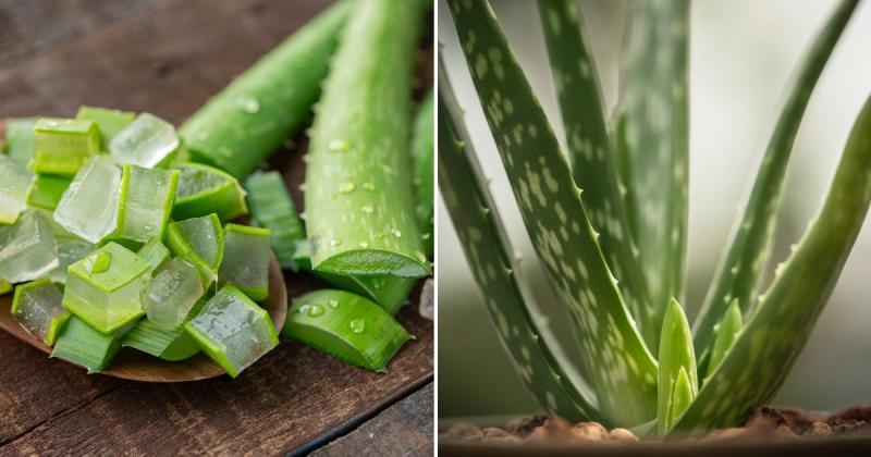 Dev M. on LinkedIn: 8 Fascinating Things Everyone With an Aloe Plant ... Dev M. on LinkedIn: 8 Fascinating Things Everyone With an Aloe Plant ...