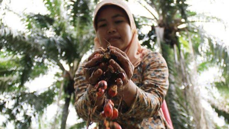 Info SAWIT on LinkedIn: Tuntut Harga Berondolan Sawit Naik, Supaya ... Info SAWIT on LinkedIn: Tuntut Harga Berondolan Sawit Naik, Supaya ...