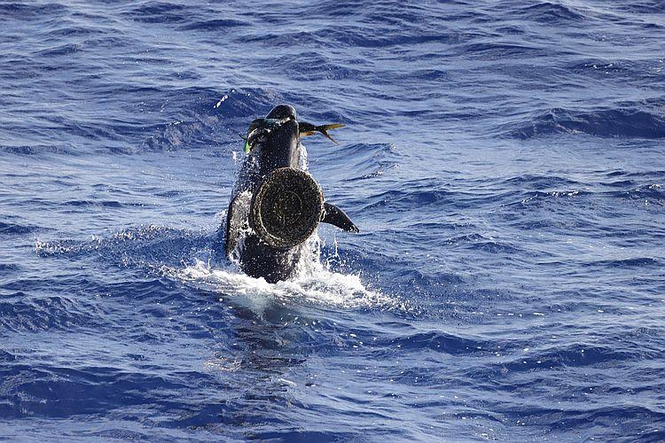Scoping it Out: A First-of-its-Kind Survey for False Killer Whales ... Scoping it Out: A First-of-its-Kind Survey for False Killer Whales ...