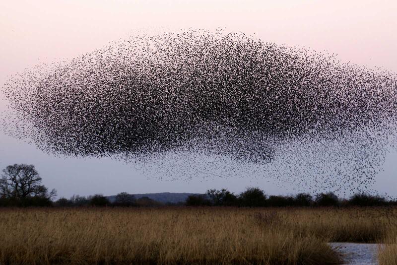 Rohit S on LinkedIn: Understanding Docker Swarm Basics Rohit S on LinkedIn: Understanding Docker Swarm Basics