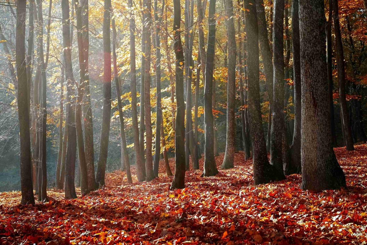 Robin Dean on LinkedIn: Weekly Theme: Fall Robin Dean on LinkedIn: Weekly Theme: Fall