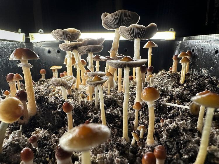 John Guanjing Zhang on LinkedIn: Georgia lawmakers consider funding ... John Guanjing Zhang on LinkedIn: Georgia lawmakers consider funding ...