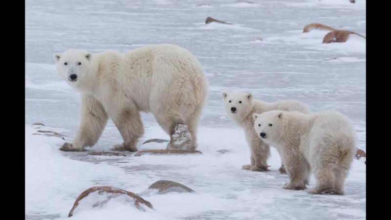 Anish Banerjee on LinkedIn: Episode 42: Conserving Polar Bear with ... Anish Banerjee on LinkedIn: Episode 42: Conserving Polar Bear with ...
