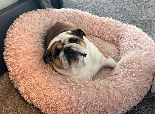 Pittenger & Anderson, Inc. on LinkedIn: The Pets of P&A - Roxi ... Pittenger & Anderson, Inc. on LinkedIn: The Pets of P&A - Roxi ...