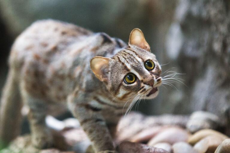 Small cats face big threats: Reasons to save these elusive endangered ... Small cats face big threats: Reasons to save these elusive endangered ...