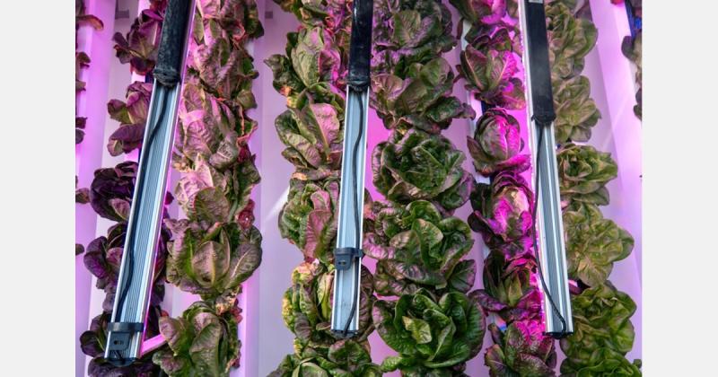 CEA Alliance publishes food safety best practices document for leafy ... CEA Alliance publishes food safety best practices document for leafy ...