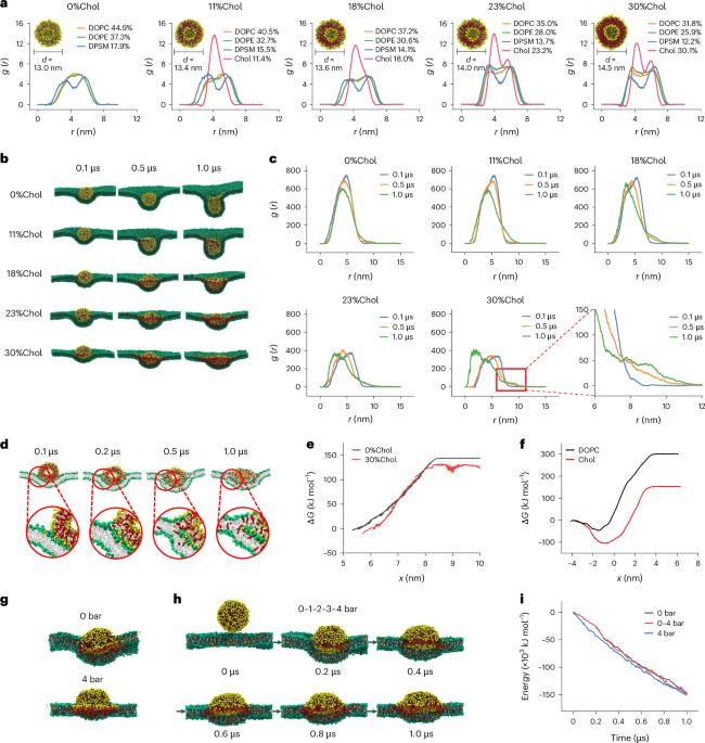 CATUG on LinkedIn: Direct cytosolic delivery of siRNA via cell membrane ... CATUG on LinkedIn: Direct cytosolic delivery of siRNA via cell membrane ...