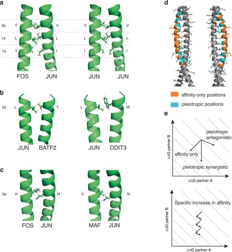 Dr E. Shyam P. Reddy on LinkedIn: Decoding protein interactions to ... Dr E. Shyam P. Reddy on LinkedIn: Decoding protein interactions to ...