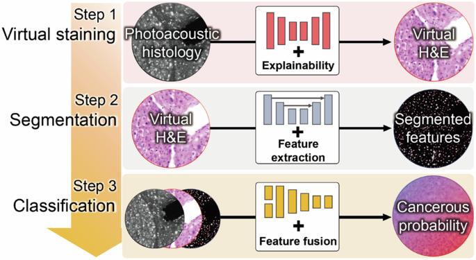Chan Kwon Jung on LinkedIn: Deep learning-based virtual staining ... Chan Kwon Jung on LinkedIn: Deep learning-based virtual staining ...