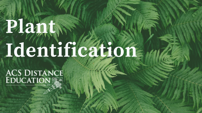 Danny Jumper on LinkedIn: Identifying Plants Danny Jumper on LinkedIn: Identifying Plants