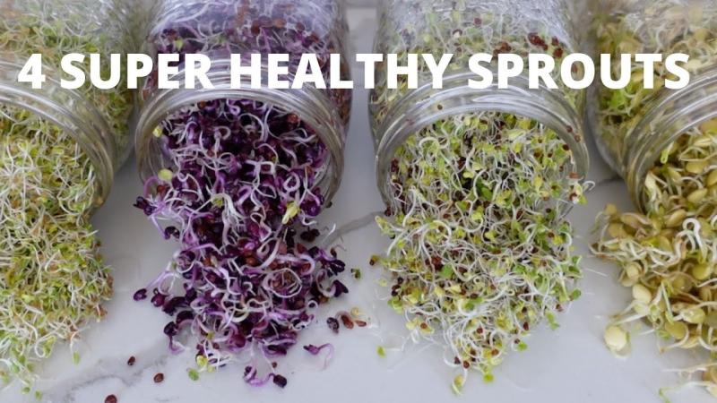 How To Grow Sprouts at Home | 4 Super Healthy Sprouts | Ieda Moriya How To Grow Sprouts at Home | 4 Super Healthy Sprouts | Ieda Moriya
