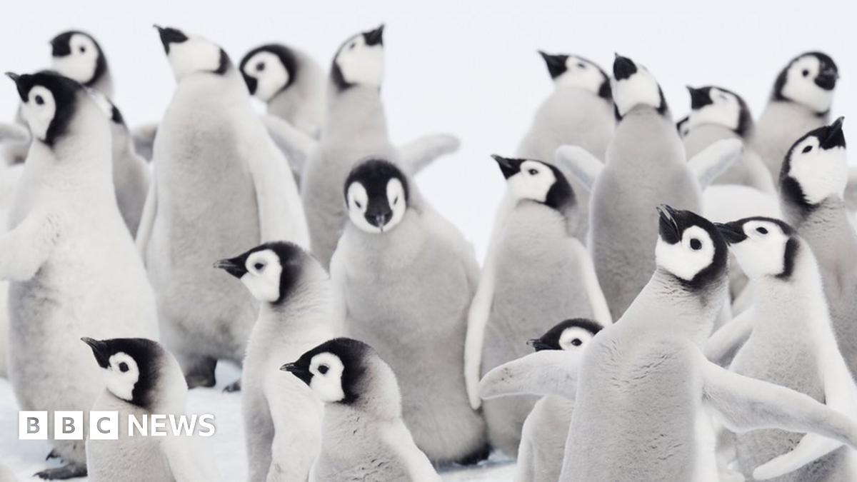Climate change: Thousands of penguins die in Antarctic ice breakup ... Climate change: Thousands of penguins die in Antarctic ice breakup ...