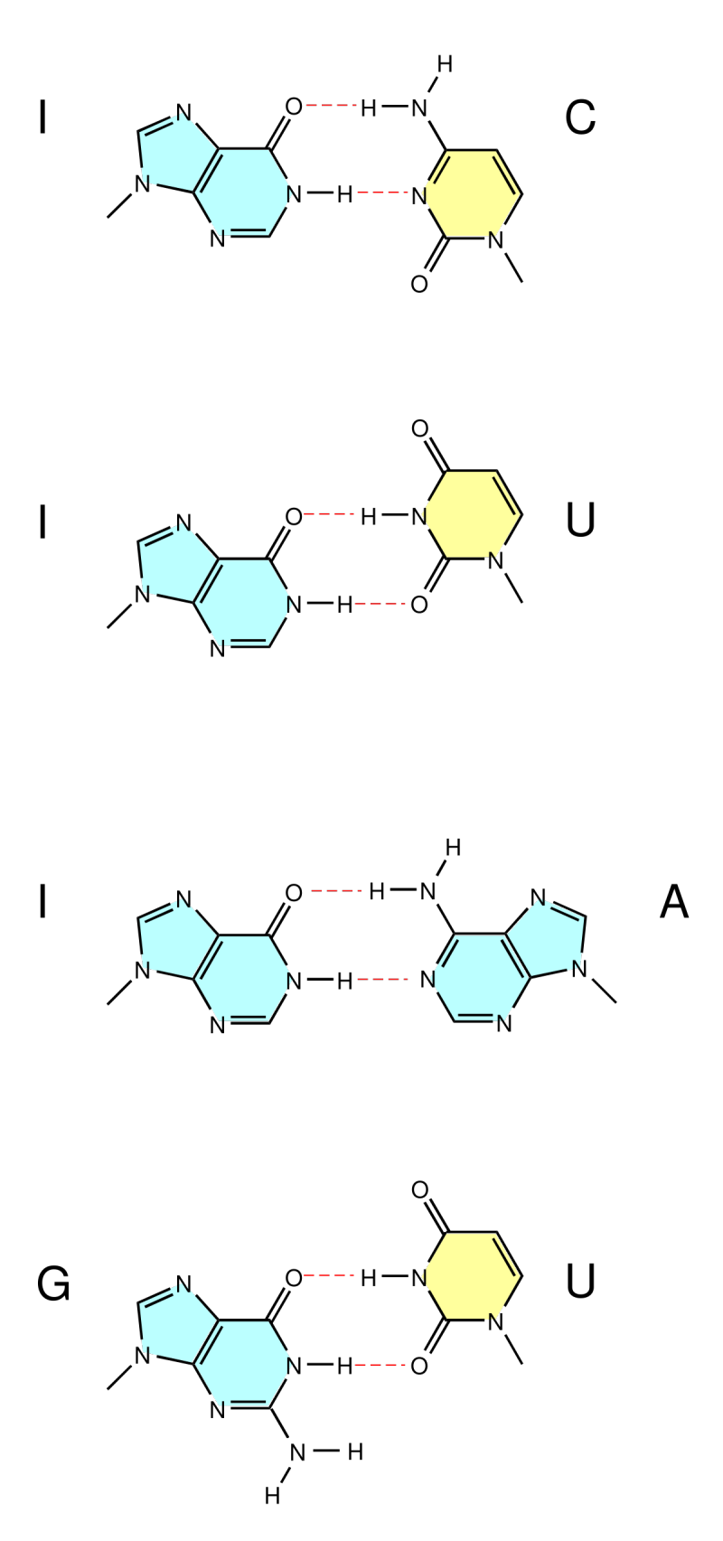 Elleard Felix Webster Heffern on LinkedIn: Wobble base pair - Wikipedia Elleard Felix Webster Heffern on LinkedIn: Wobble base pair - Wikipedia