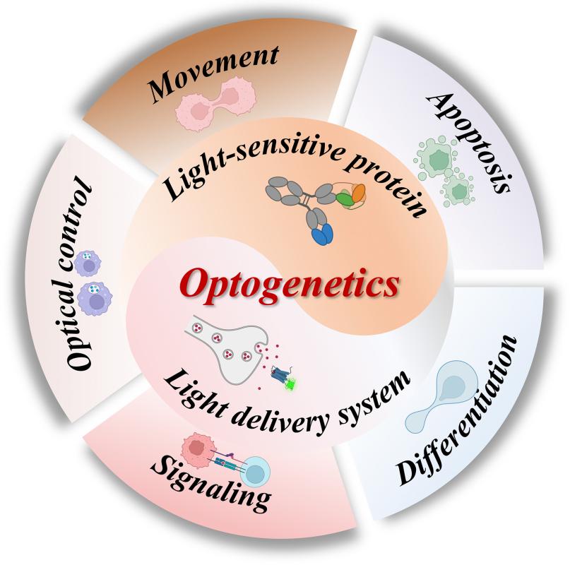 Independent Data Lab on LinkedIn: Emerging optogenetics technologies in ... Independent Data Lab on LinkedIn: Emerging optogenetics technologies in ...