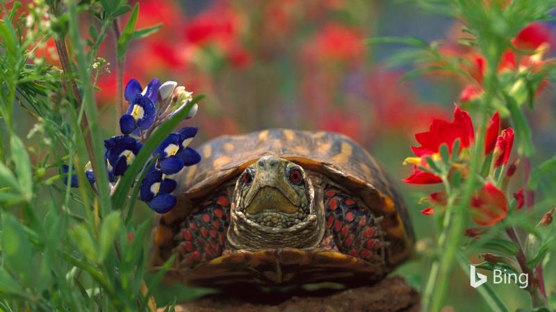 Sridhar Narasimhan on LinkedIn: Turtle power! Sridhar Narasimhan on LinkedIn: Turtle power!