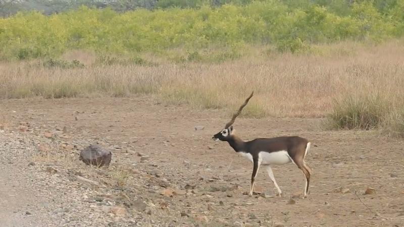 Anish Banerjee on LinkedIn: Blackbucks of Velavadar | Gujarat 2023 Anish Banerjee on LinkedIn: Blackbucks of Velavadar | Gujarat 2023