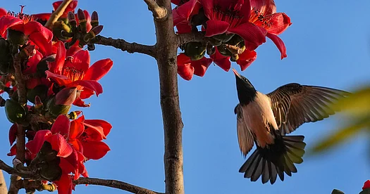 After 10 years of work, landmark study reveals new ‘tree of life’ for ... After 10 years of work, landmark study reveals new ‘tree of life’ for ...