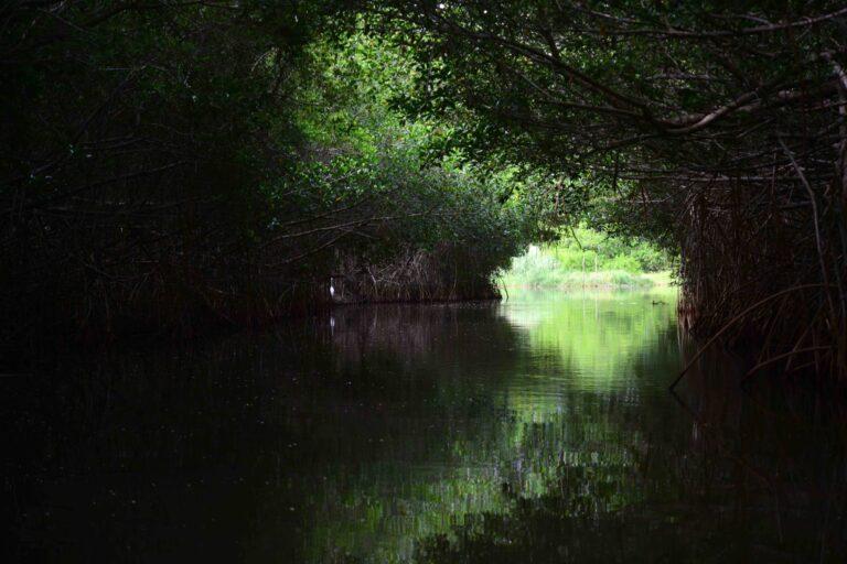 Leif Grünewald, PhD. en LinkedIn: Meet the ‘forest fishers’ restoring ... Leif Grünewald, PhD. en LinkedIn: Meet the ‘forest fishers’ restoring ...