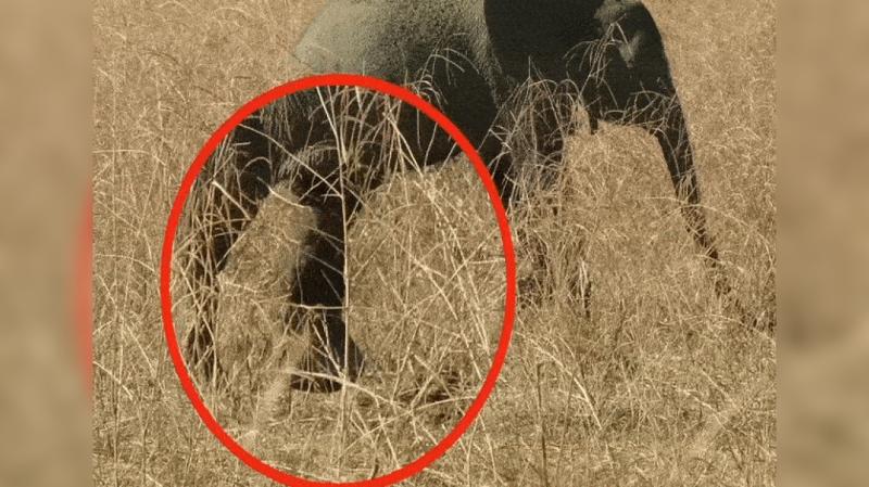 Britt Lundkvist on LinkedIn: Baby elephant snared and orphaned in ... Britt Lundkvist on LinkedIn: Baby elephant snared and orphaned in ...
