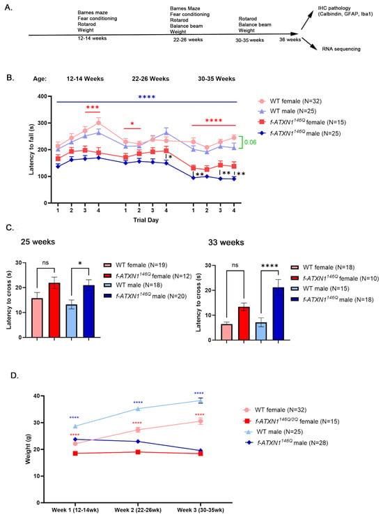 Sex Differences in a Novel Mouse Model of Spinocerebellar Ataxia Type 1 ... Sex Differences in a Novel Mouse Model of Spinocerebellar Ataxia Type 1 ...
