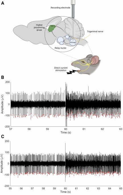 Kip Ludwig on LinkedIn: Understanding novel neuromodulation pathways in ... Kip Ludwig on LinkedIn: Understanding novel neuromodulation pathways in ...