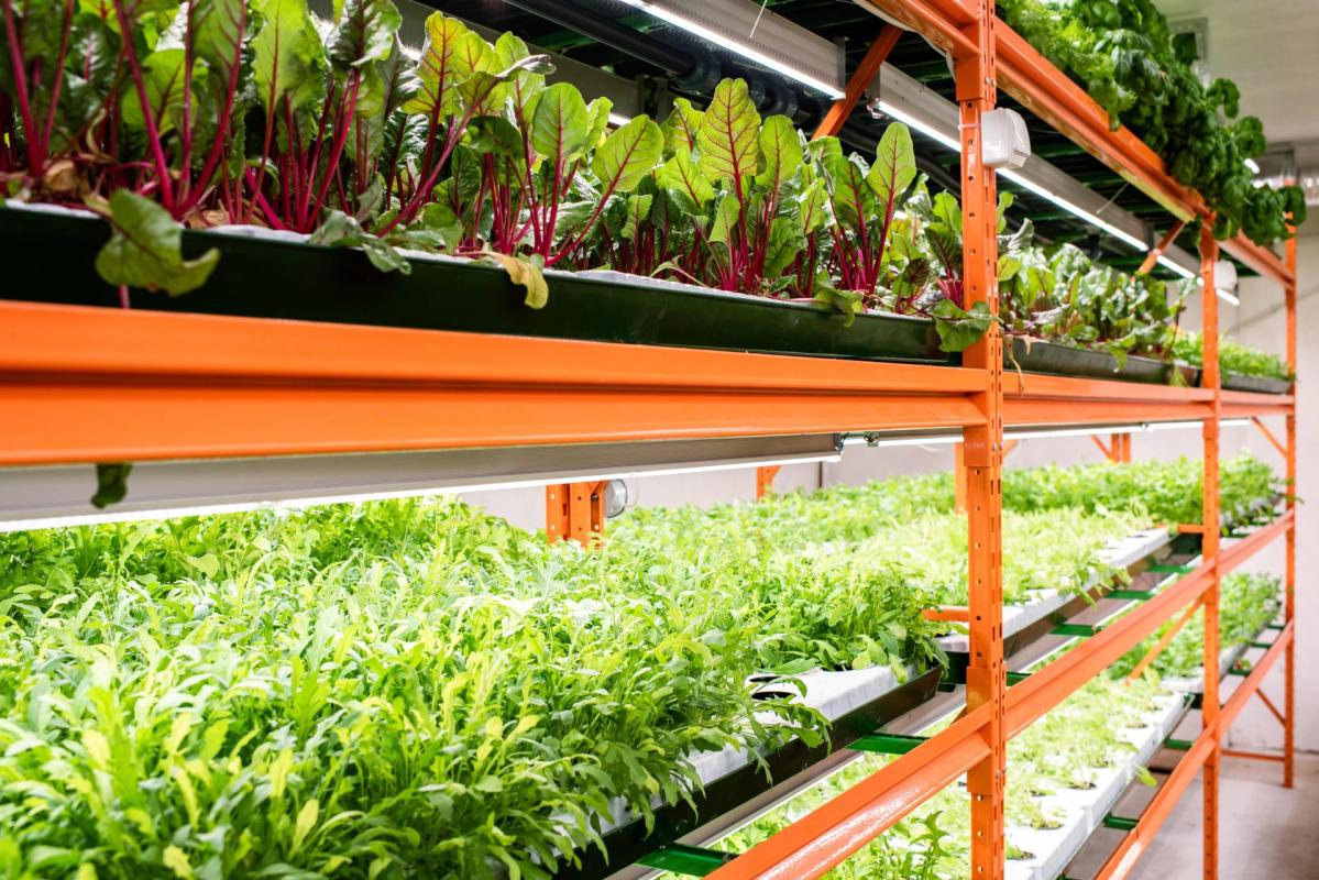 Comparative Guide: Greenhouses va Container Farms | FarmAnywhere posted ... Comparative Guide: Greenhouses va Container Farms | FarmAnywhere posted ...