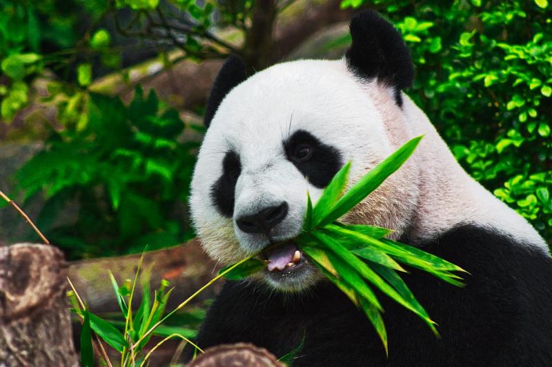 Gabriele Venturi on LinkedIn: PandasAI — Leveraging on the Power of ... Gabriele Venturi on LinkedIn: PandasAI — Leveraging on the Power of ...