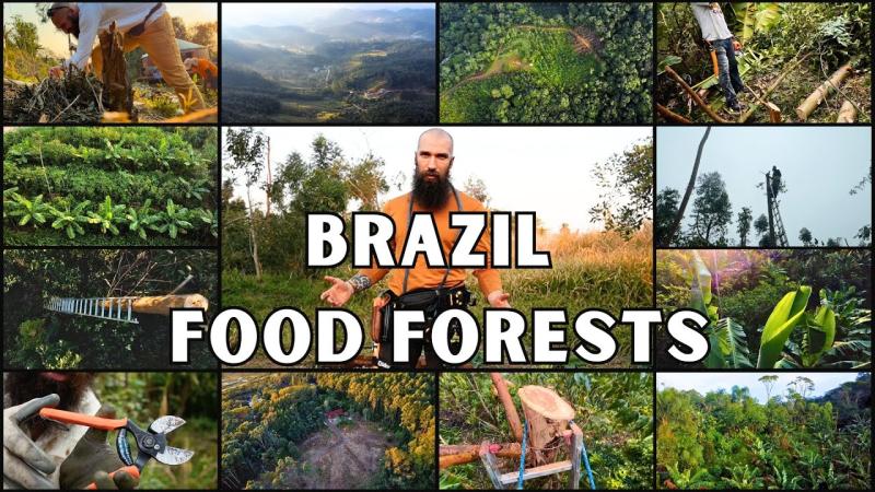 Ieda Moriya on LinkedIn: LESSONS from Food Forest BLACK BELTS in Brazil ... Ieda Moriya on LinkedIn: LESSONS from Food Forest BLACK BELTS in Brazil ...