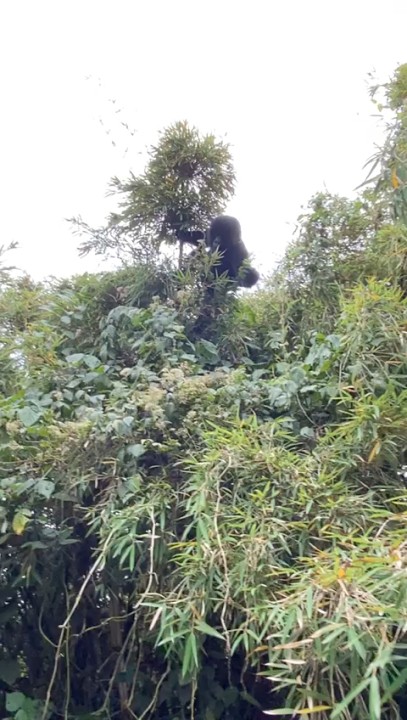 Byarugaba Kevin on LinkedIn: #letsgogorillauganda #gorillafamily # ... Byarugaba Kevin on LinkedIn: #letsgogorillauganda #gorillafamily # ...