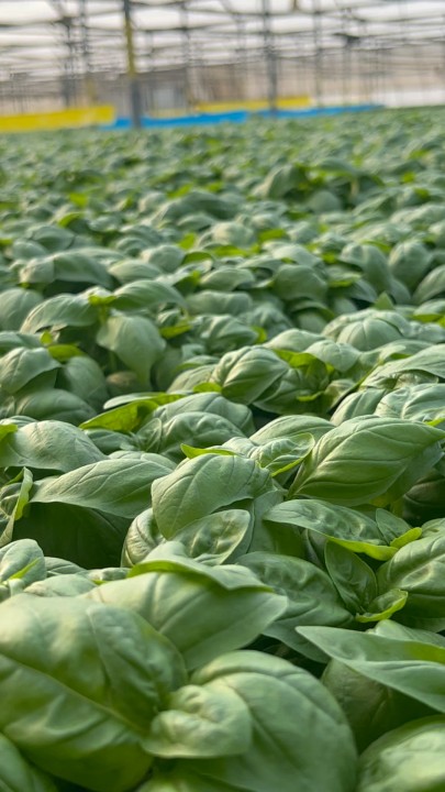 Tzahi Mordehay on LinkedIn: 365 days a year perfect basil 🌿😊 Tzahi Mordehay on LinkedIn: 365 days a year perfect basil 🌿😊