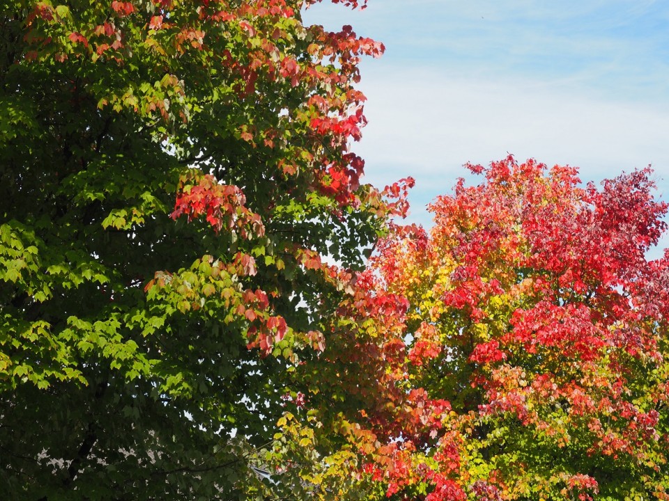 Herfst brengt herinneringen naar boven Herfst brengt herinneringen naar boven
