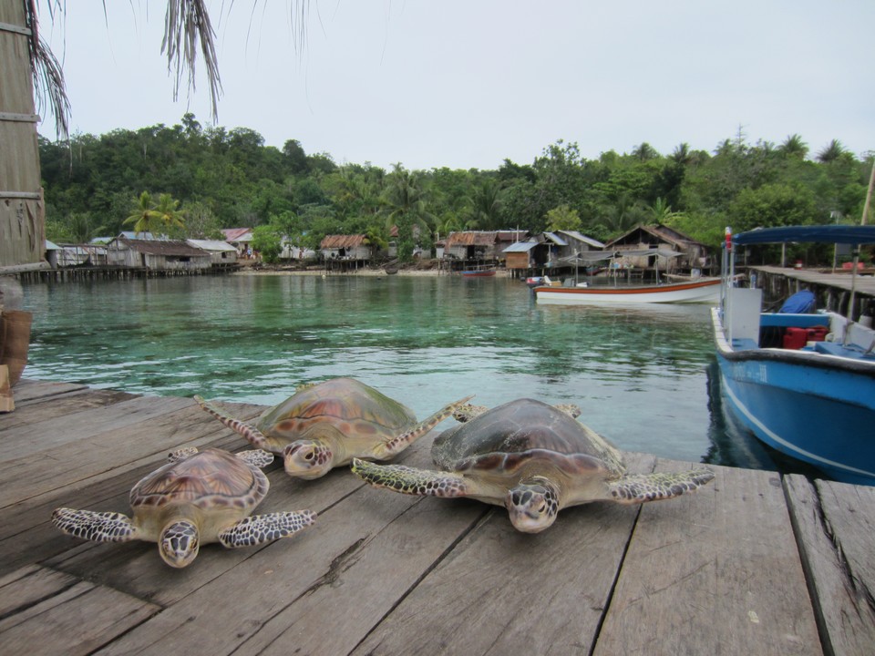 Prop Turtles on location. | Libby Woolems Prop Turtles on location. | Libby Woolems