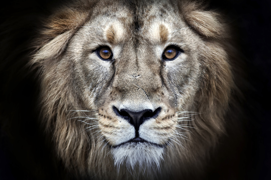 How Strong Leaders Go In Like a Lion and Out Like a Lion | Clint ... How Strong Leaders Go In Like a Lion and Out Like a Lion | Clint ...