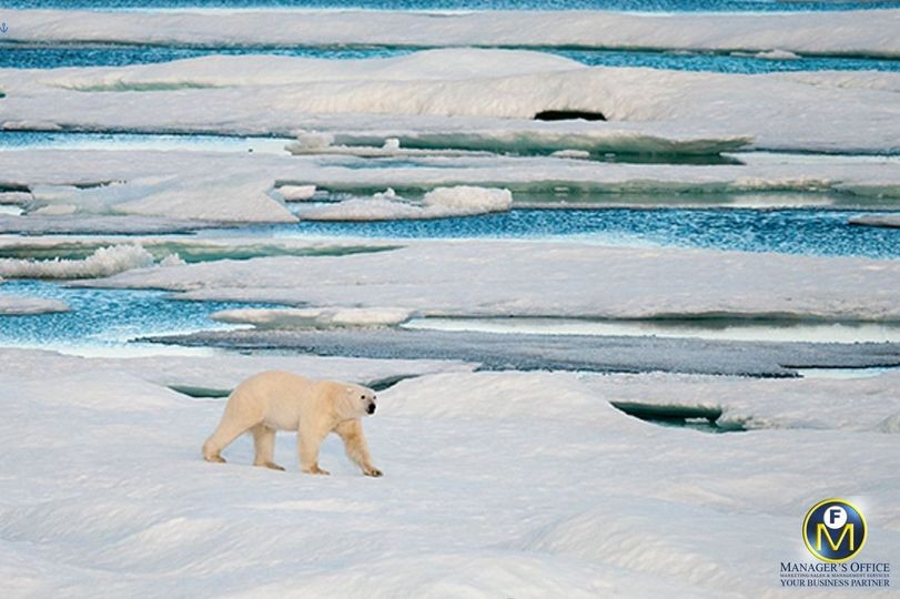 How Many Polar Bears Are Left in the World How Many Polar Bears Are Left in the World