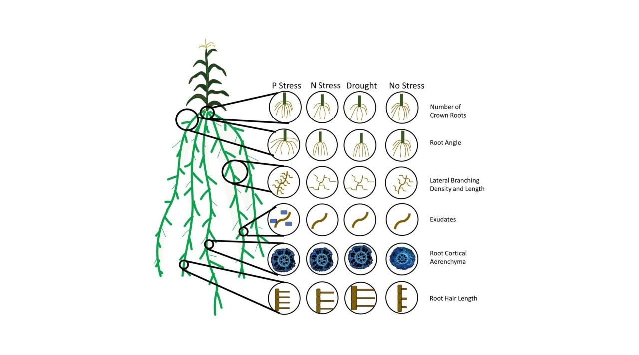 Root plasticity for climate-resilient crop varieties Root plasticity for climate-resilient crop varieties