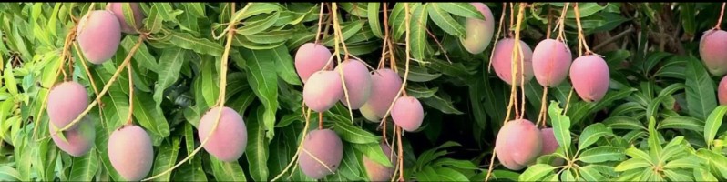 Guru Prasanth - Business Head - Vasantam agro industry | LinkedIn Guru Prasanth - Business Head - Vasantam agro industry | LinkedIn