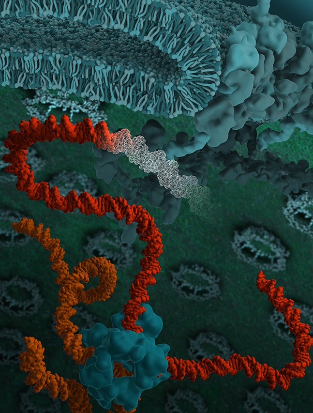 ETH-Department of Biosystems Science and Engineering (D-BSSE) on ... ETH-Department of Biosystems Science and Engineering (D-BSSE) on ...