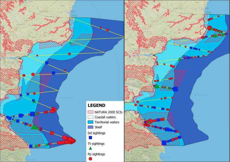 Diversity MDPI on LinkedIn: #diversitymdpi #cetaceans Diversity MDPI on LinkedIn: #diversitymdpi #cetaceans