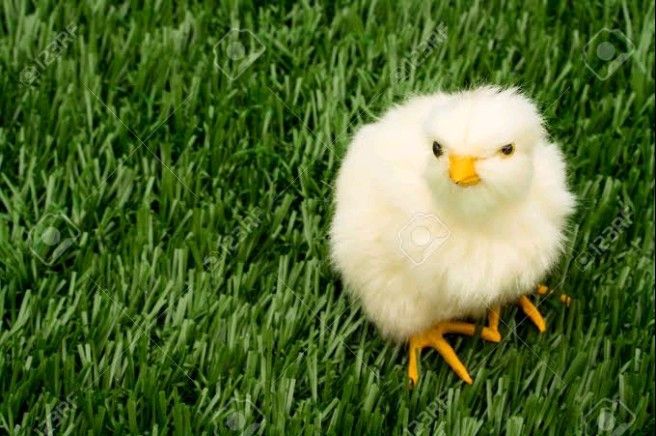 Emmanuel Ugwu on LinkedIn: #farmer Emmanuel Ugwu on LinkedIn: #farmer