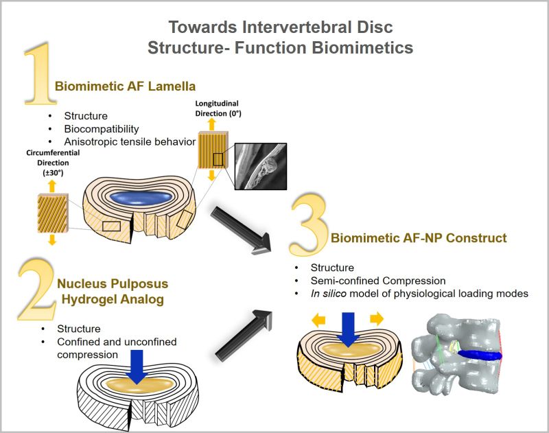 Mirit Sharabi, PhD on LinkedIn: #engineering #biomimetic #jbmr #iwd2023 ... Mirit Sharabi, PhD on LinkedIn: #engineering #biomimetic #jbmr #iwd2023 ...